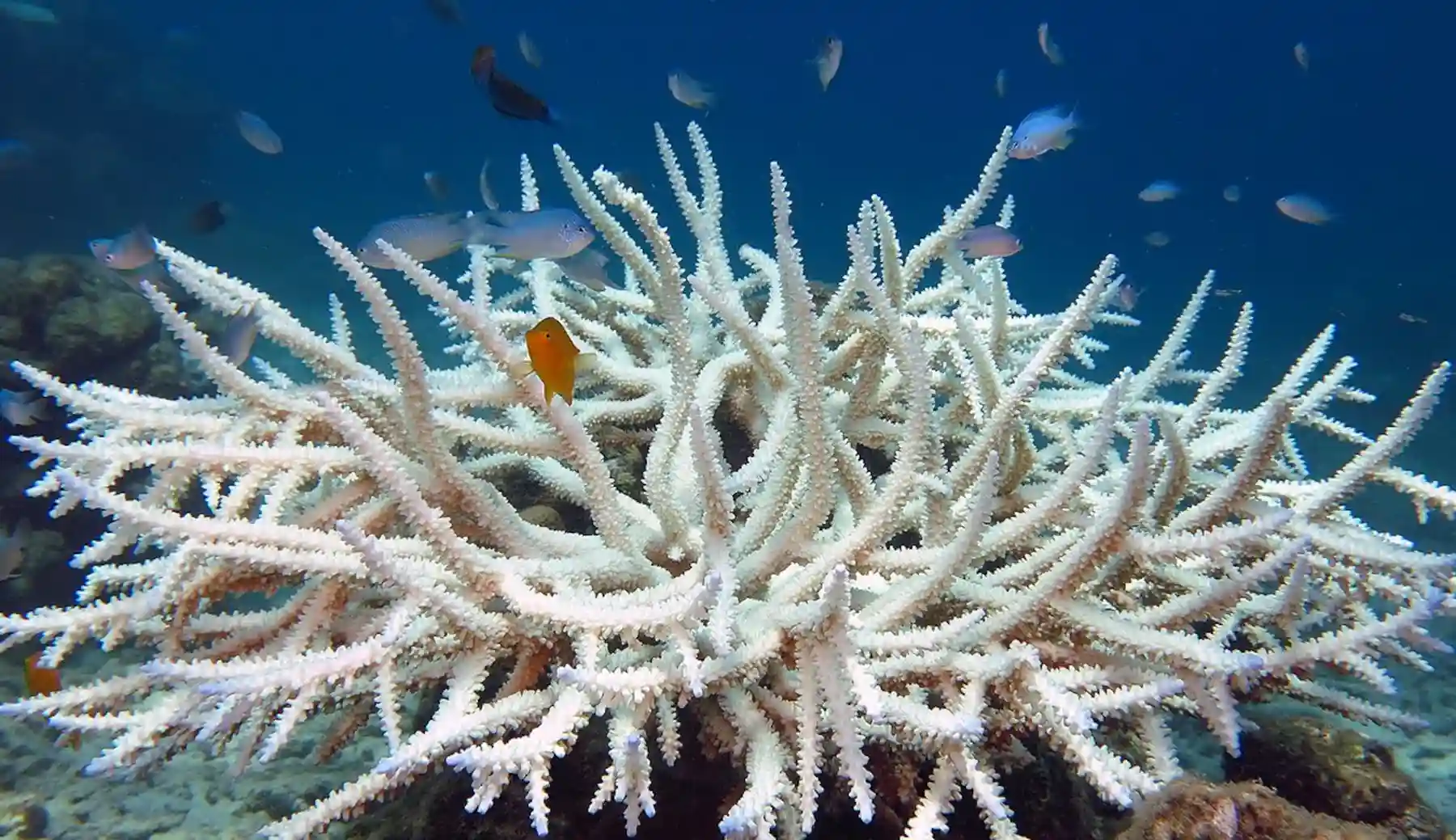The Fourth Global Bleaching Event Is Afflicting Coral Reefs