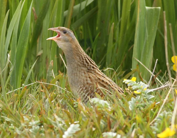 NPWS Reports Highest Corncrake Numbers In 25 Years