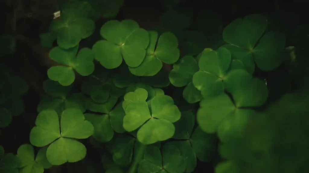 Irish National Symbols Explained: What They Represent