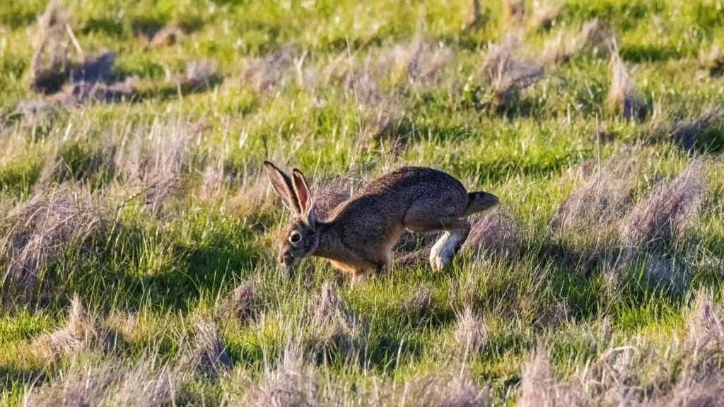 National Animal Of Ireland: History, And Wildlife Heritage