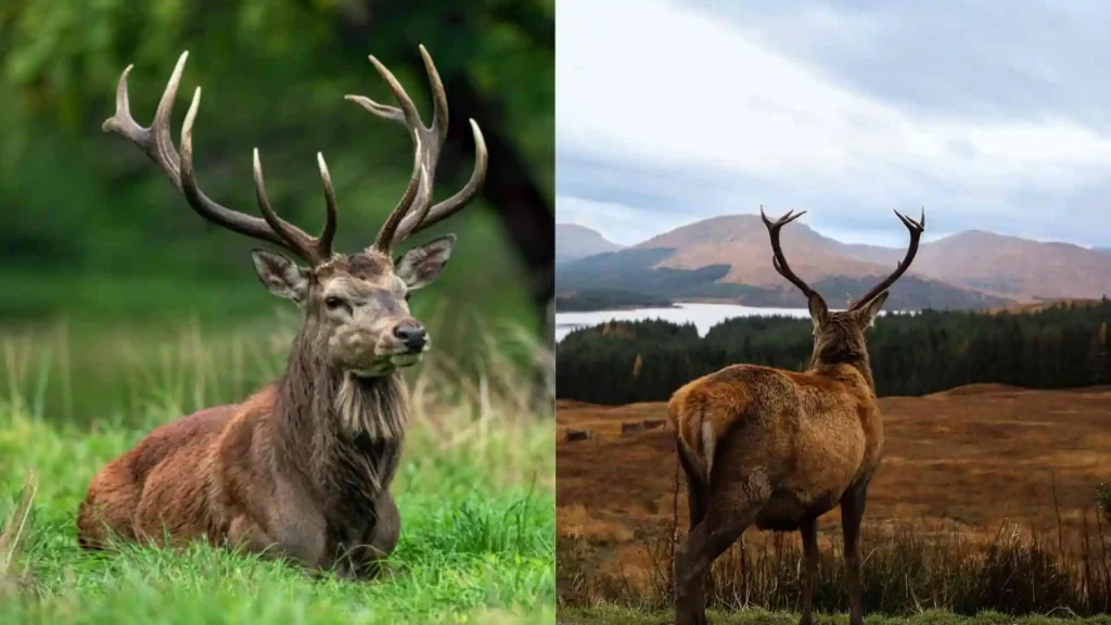 National Animal Of Ireland: History, And Wildlife Heritage